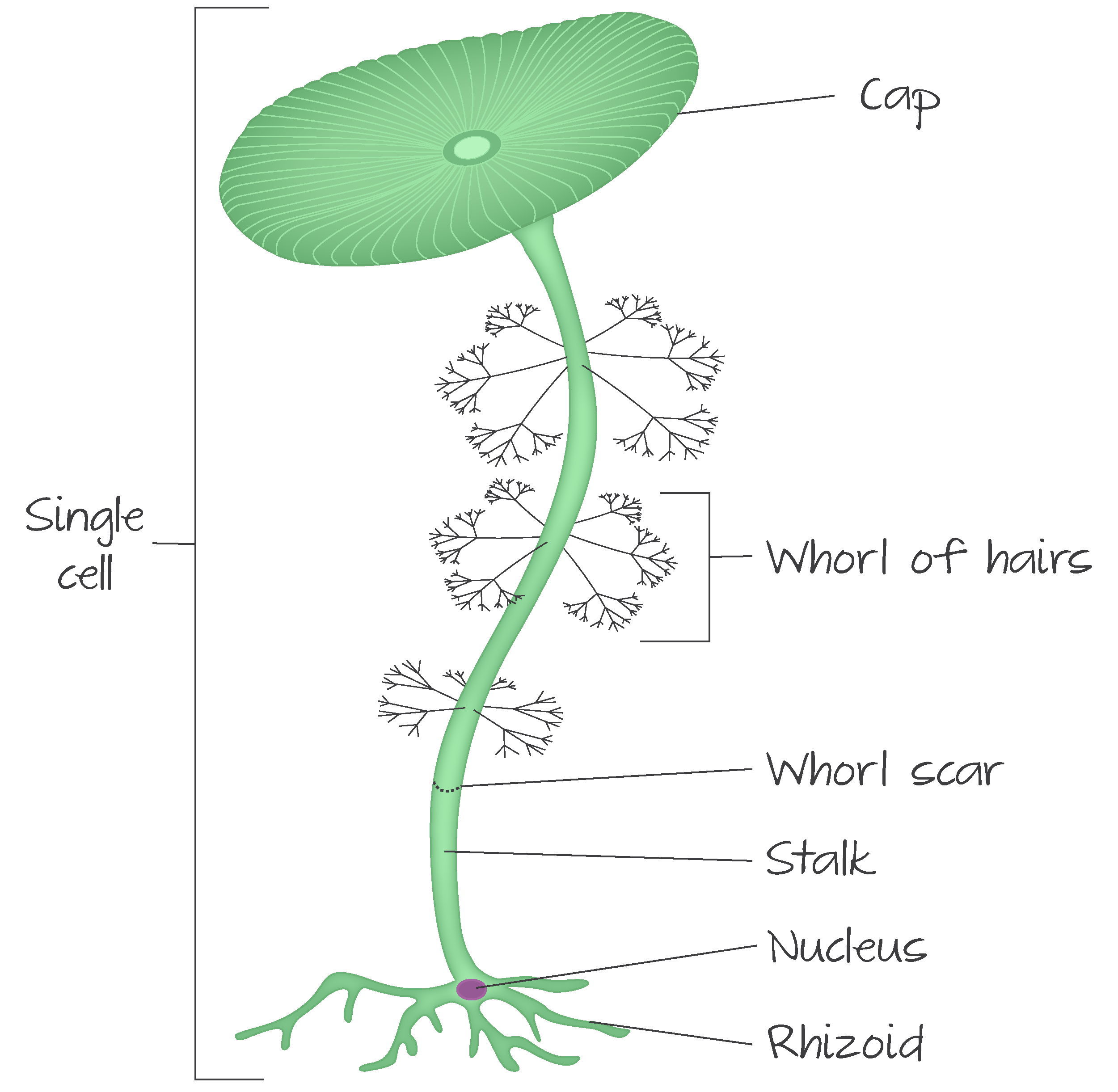 Cell Biology | DP Biology - IB Recap