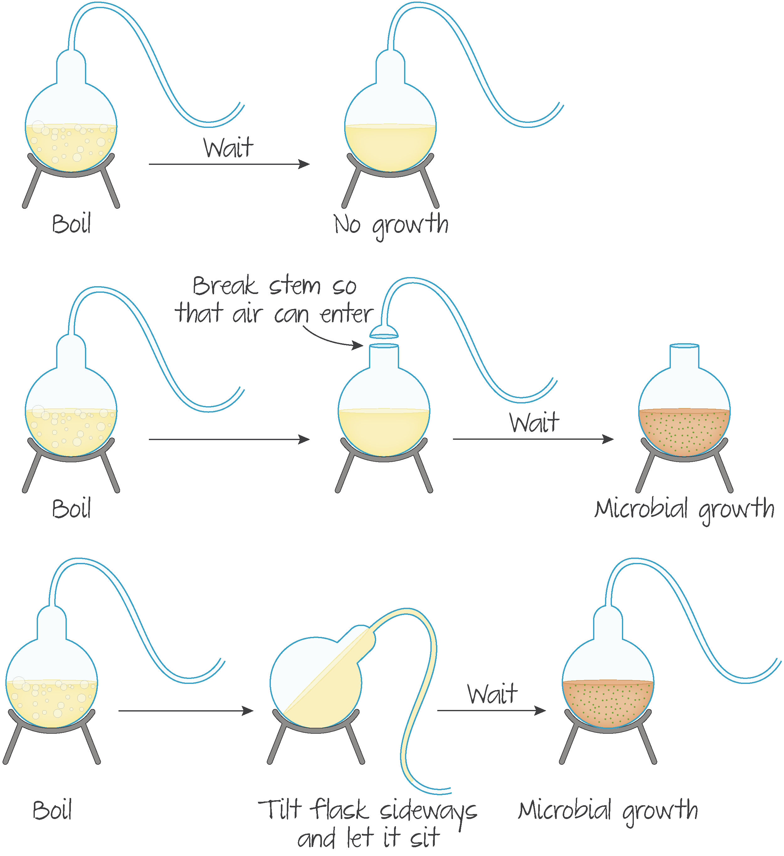 Cell Biology | DP Biology - IB Recap