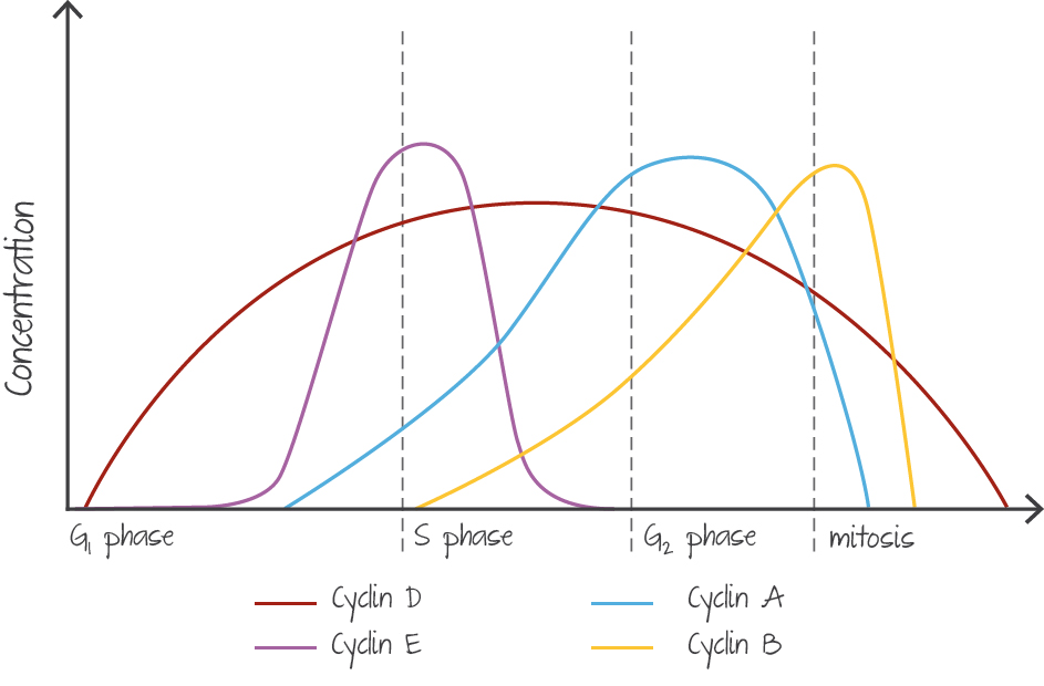 Cell Biology | DP Biology - IB Recap